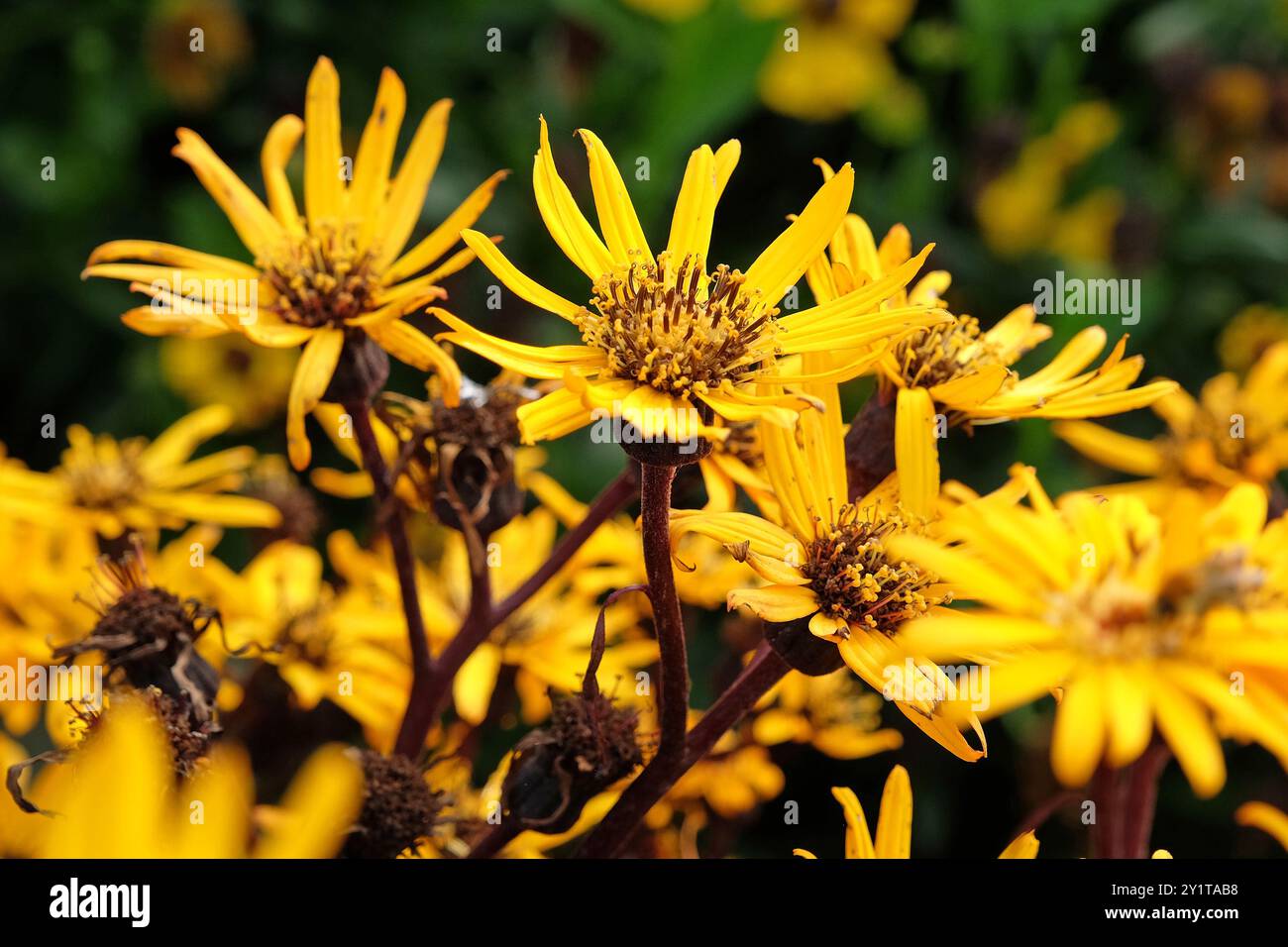 Ligularia, also known as summer ragwort or leopard plant ‘Britt Marie ...