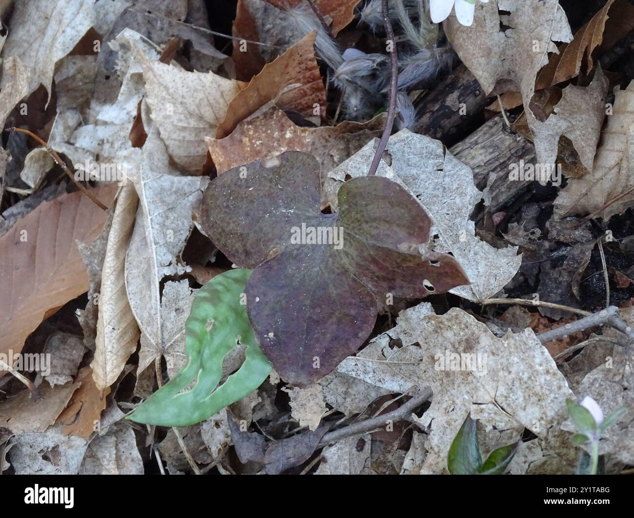 sharp-lobed hepatica (Hepatica acutiloba) Plantae Stock Photo - Alamy