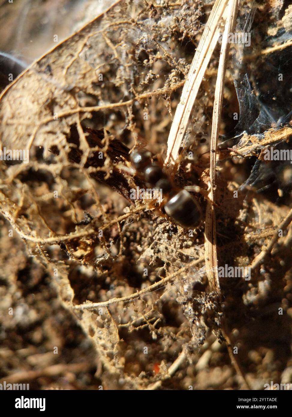 Shaded Fuzzy Ant (Lasius aphidicola) Insecta Stock Photo - Alamy