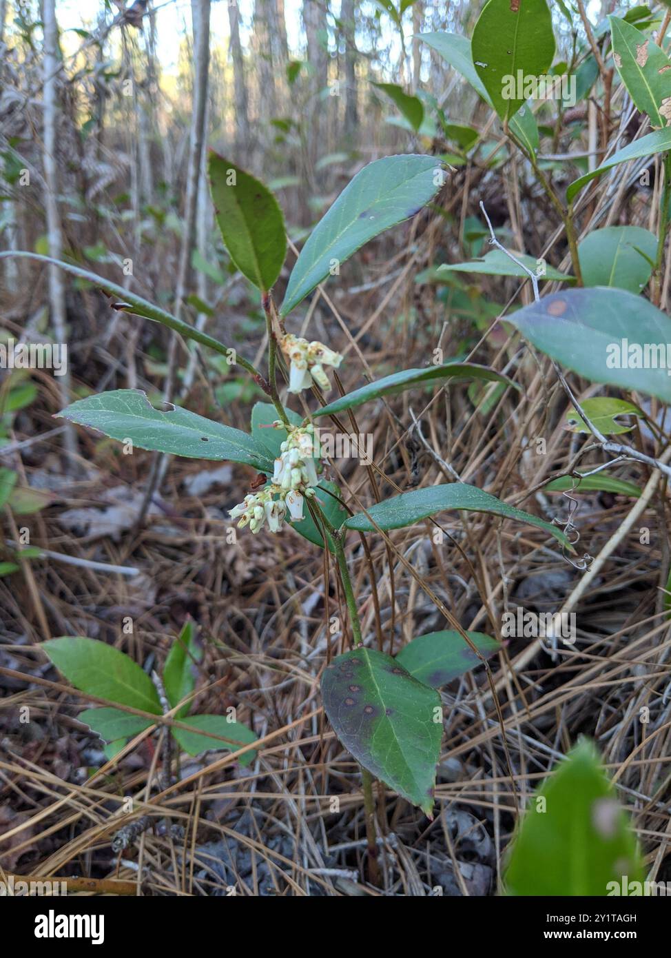 Swamp Dog-laurel (Leucothoe axillaris) Plantae Stock Photo - Alamy