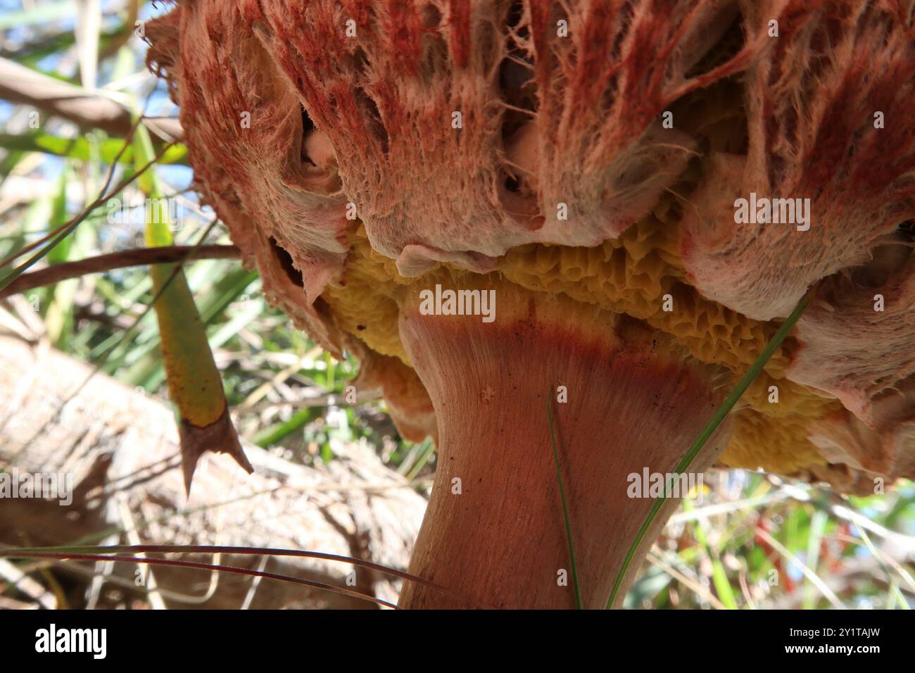 shaggy cap (Boletellus emodensis) Fungi Stock Photo - Alamy