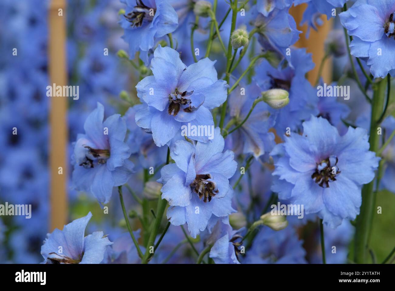 Delphinium twilight blues hi-res stock photography and images - Alamy