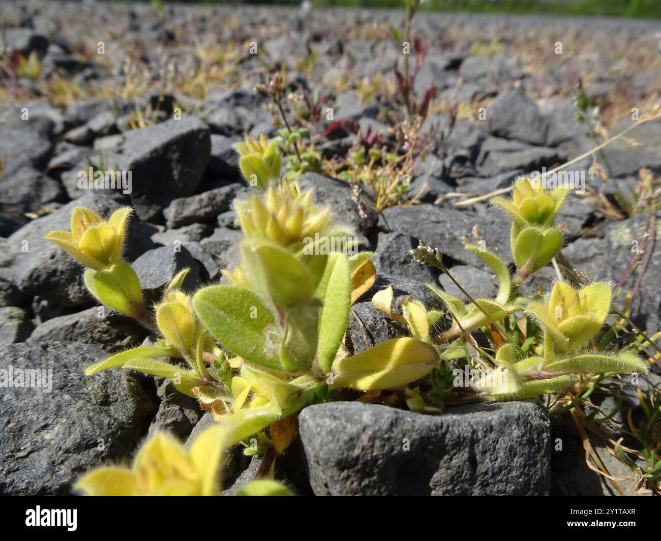 Sticky mouse-ear chickweed (Cerastium glomeratum) Plantae Stock Photo ...