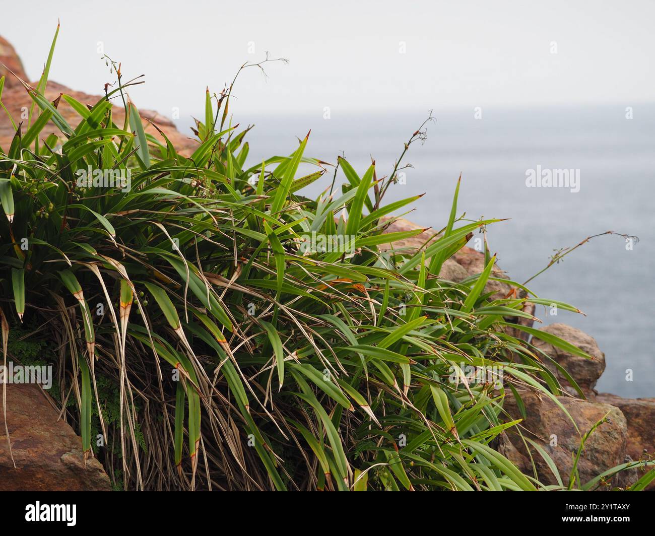 cerulean flax-lily (Dianella ensifolia) Plantae Stock Photo - Alamy