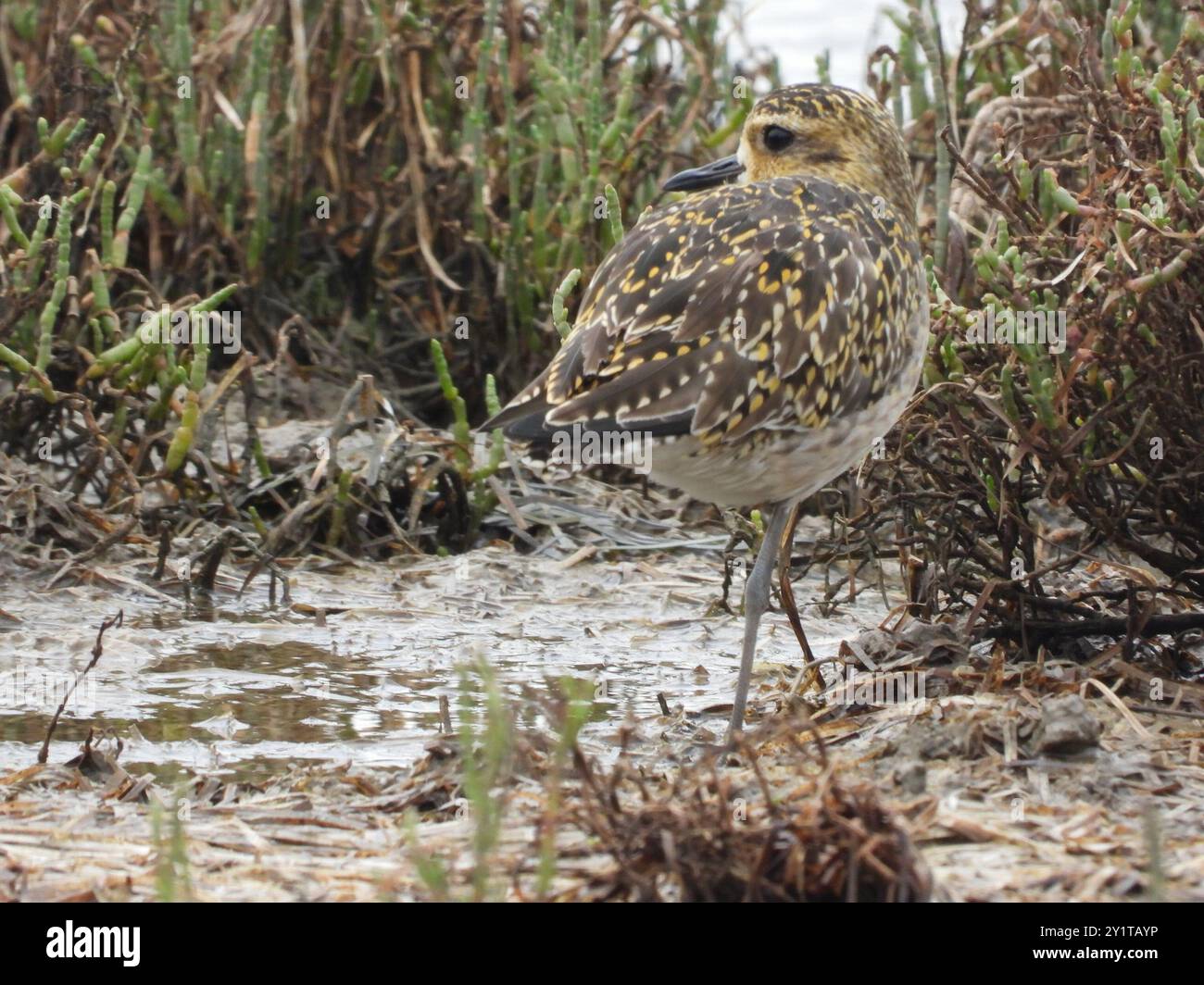 Pacific Golden Plover (Pluvialis fulva) Aves Stock Photo - Alamy