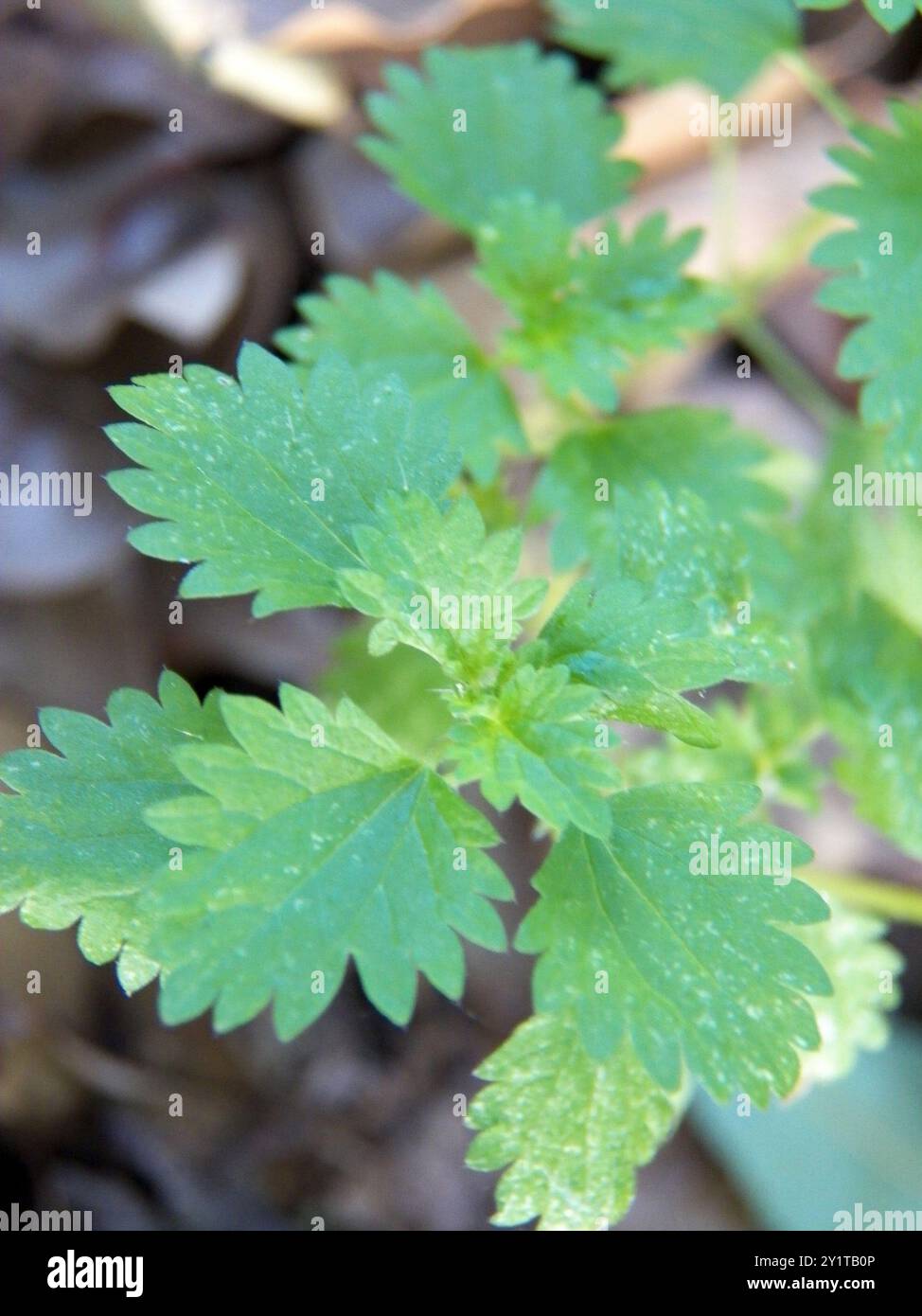 heartleaf nettle (Urtica chamaedryoides) Plantae Stock Photo - Alamy