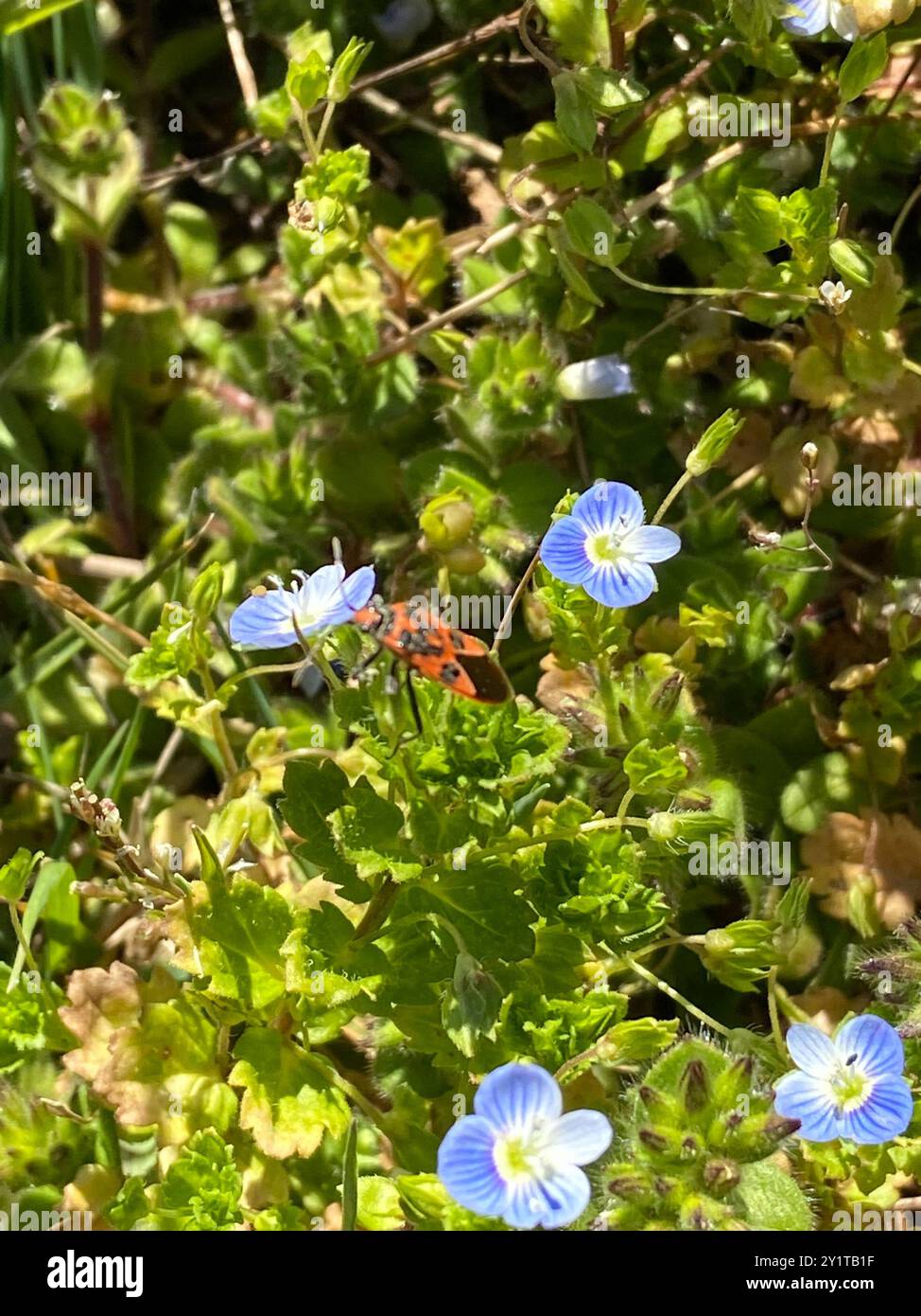 Spotted Firebug (Corizus hyoscyami) Insecta Stock Photo - Alamy