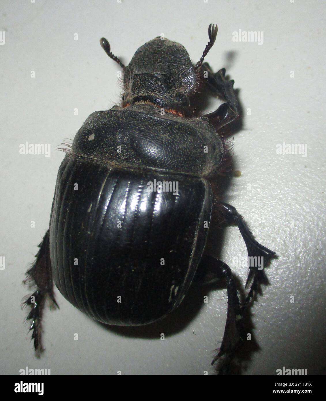 Heliocopris hi-res stock photography and images - Alamy