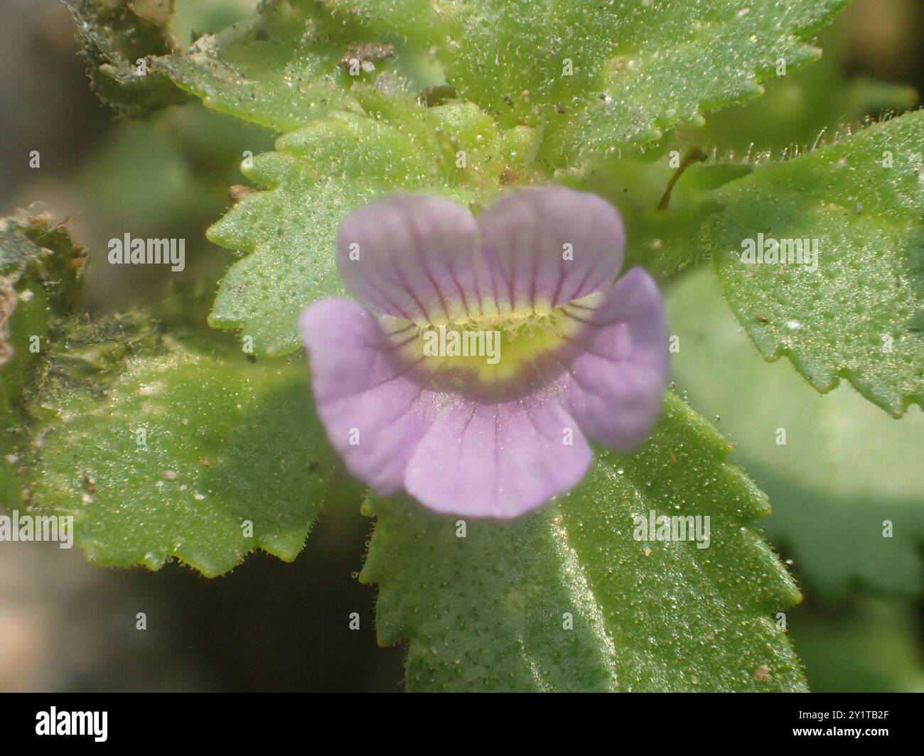 (Stemodia verticillata) Plantae Stock Photo - Alamy