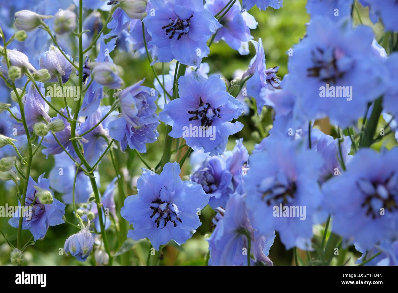 Pale blue delphinium hi-res stock photography and images - Alamy