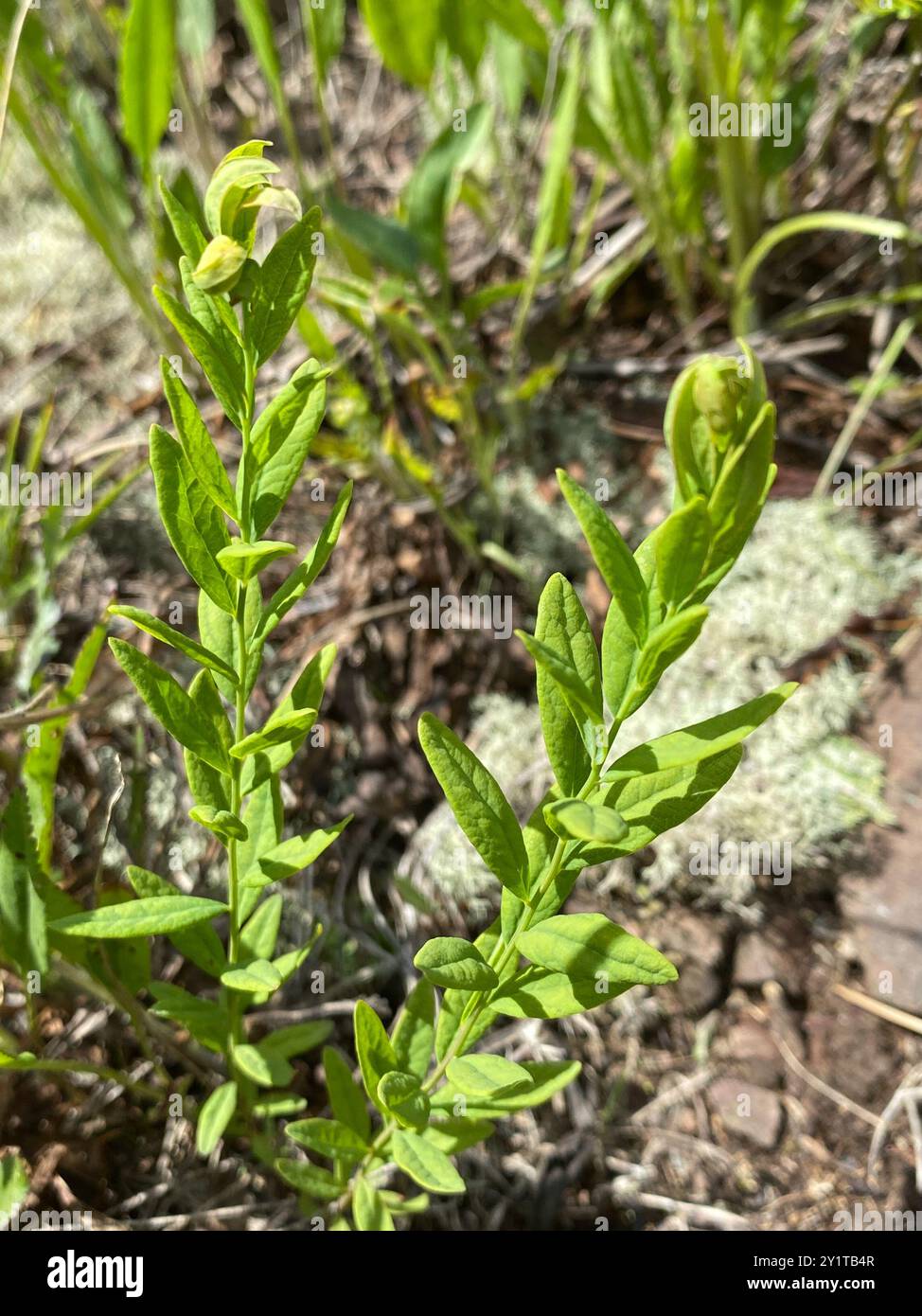 Eastern Comandra (Comandra umbellata umbellata) Plantae Stock Photo - Alamy