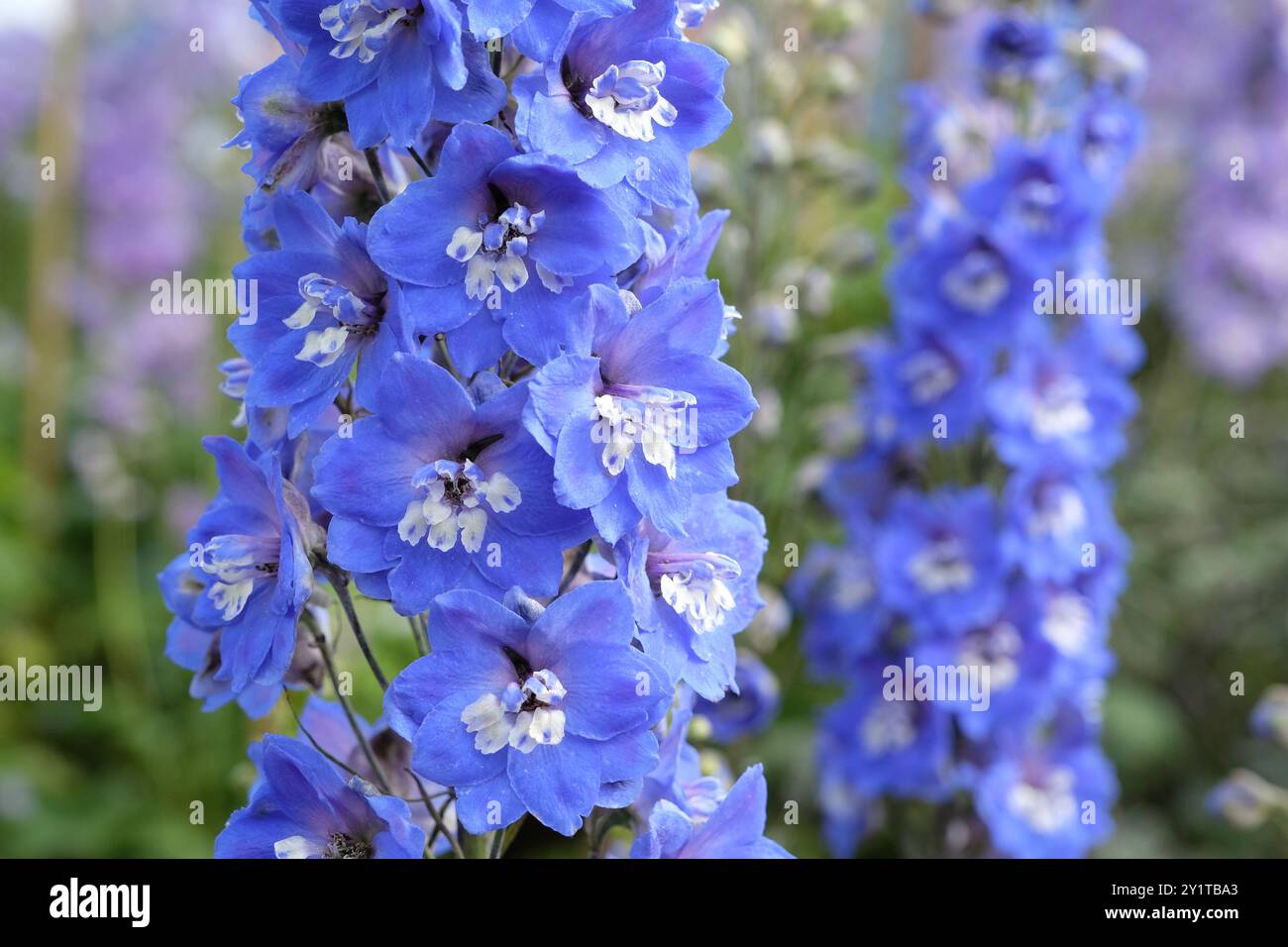 Dark blue and white Delphinium ‘Candle Blue Shades’ in flower Stock ...