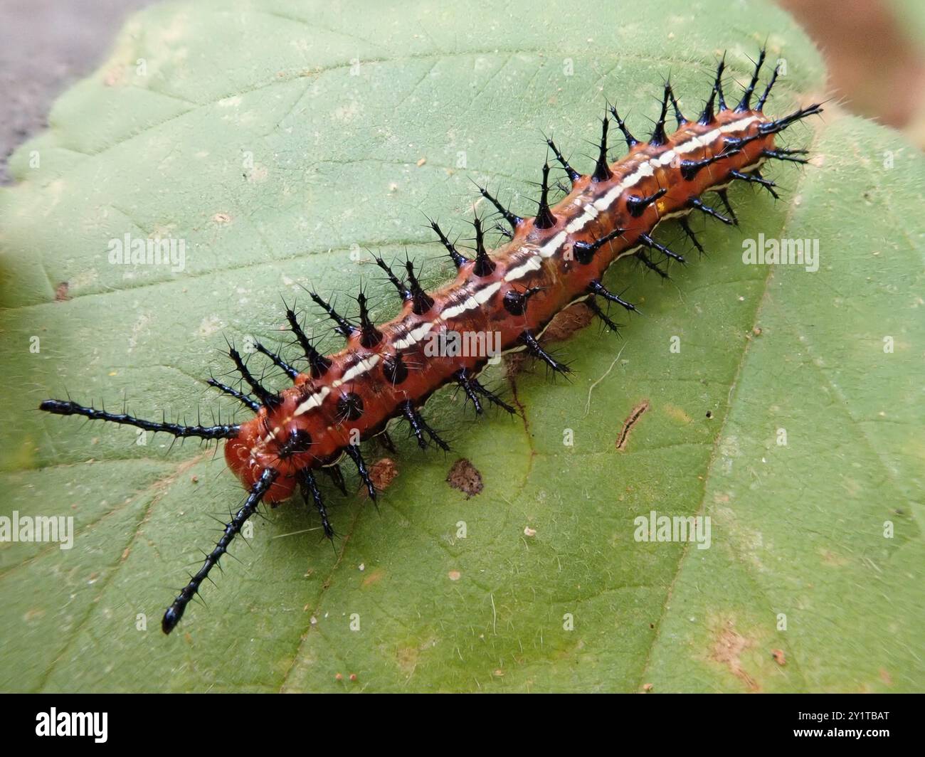 Mexican Fritillary (Euptoieta hegesia) Insecta Stock Photo - Alamy