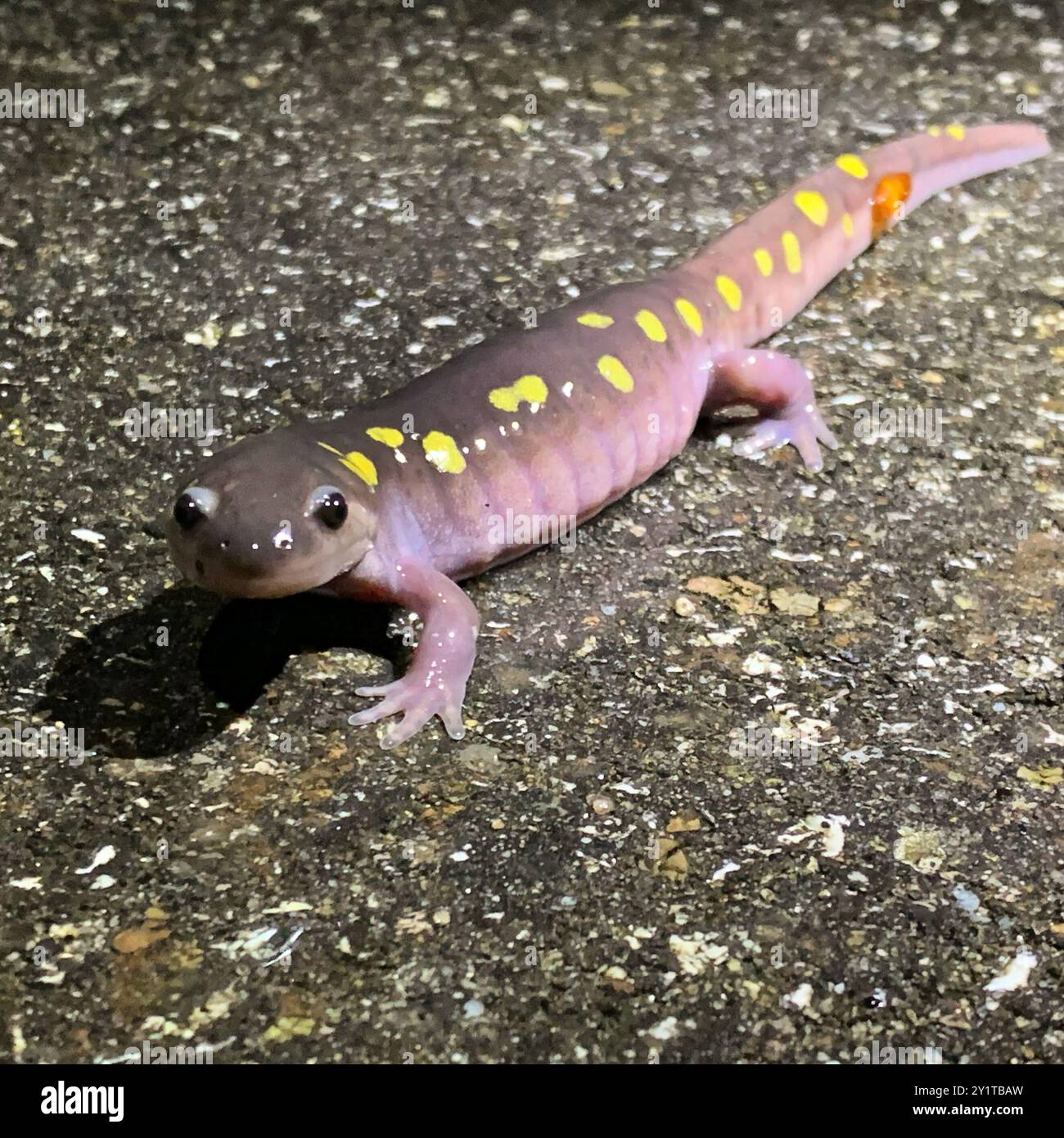Spotted Salamander (Ambystoma maculatum) Amphibia Stock Photo - Alamy
