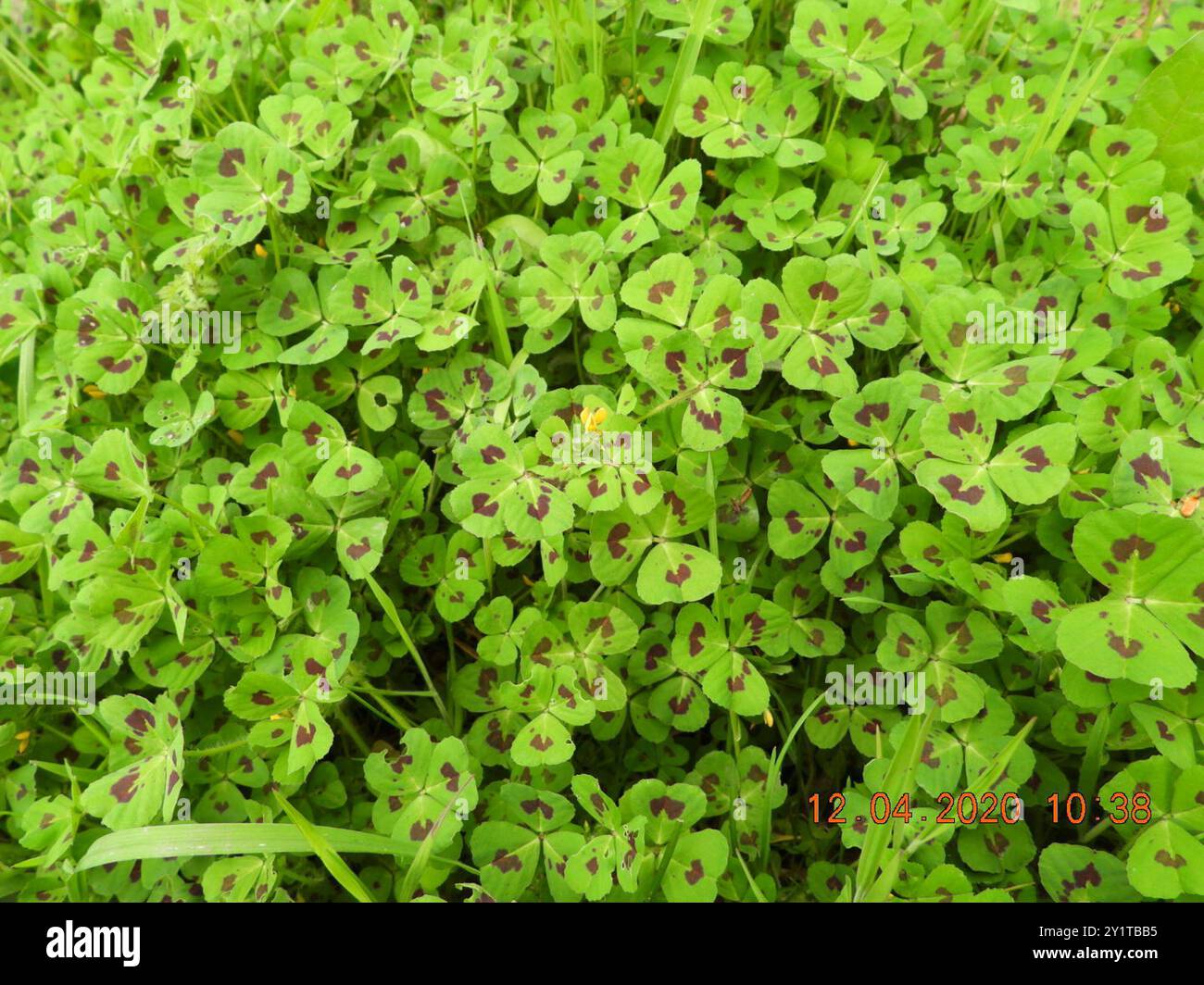 Spotted medick (Medicago arabica) Plantae Stock Photo - Alamy