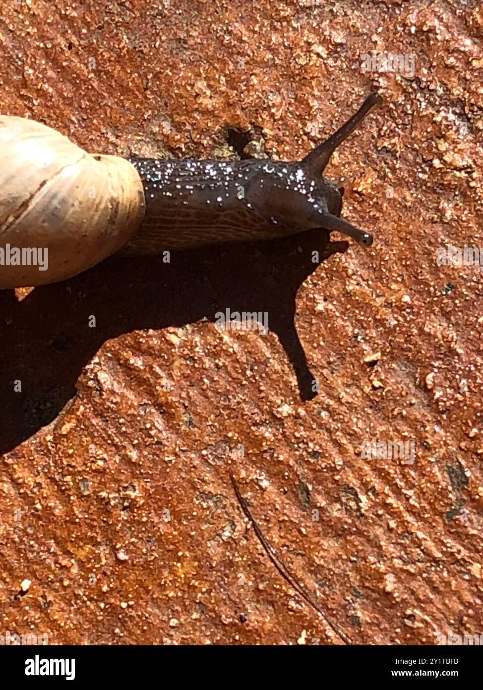 Decollate Snail (Rumina decollata) Mollusca Stock Photo - Alamy