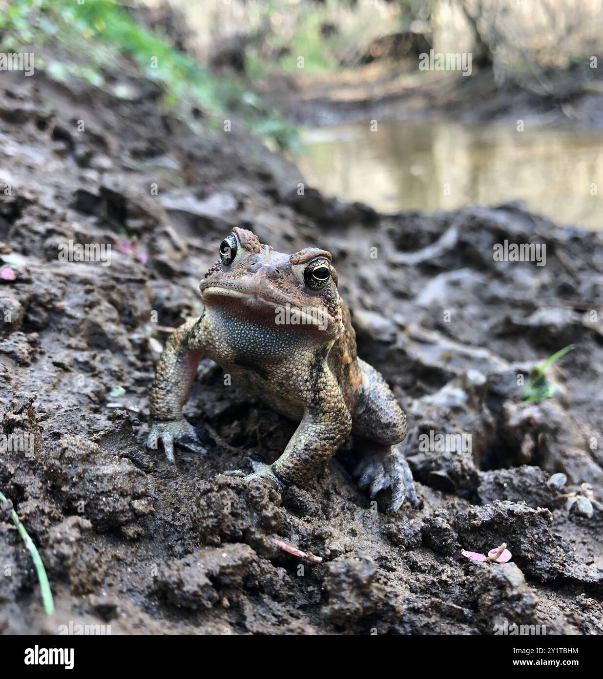 American Toad (Anaxyrus americanus) Amphibia Stock Photo - Alamy