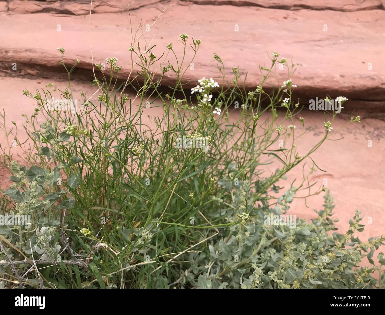 Mountain Pepperweed (Lepidium montanum) Plantae Stock Photo - Alamy
