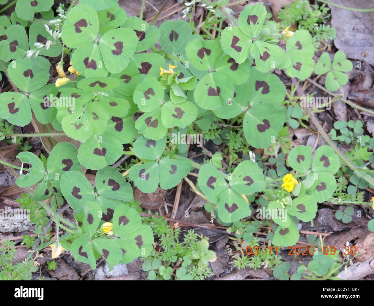 Spotted medick (Medicago arabica) Plantae Stock Photo - Alamy
