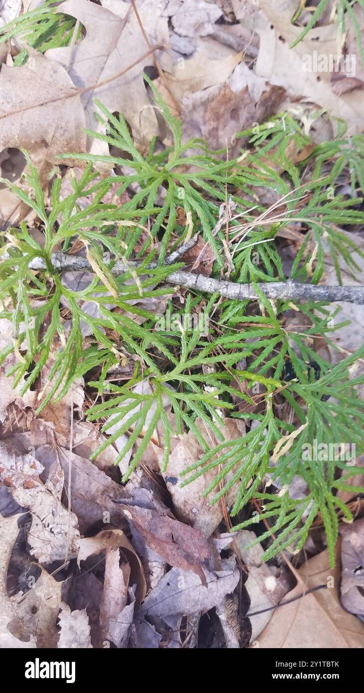 fan clubmoss (Diphasiastrum digitatum) Plantae Stock Photo - Alamy