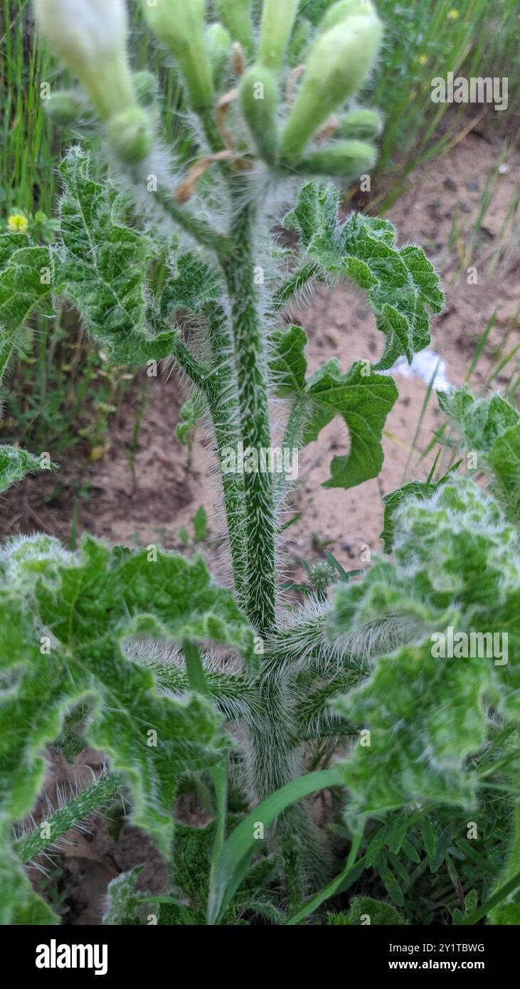 Texas Bull Nettle (Cnidoscolus texanus) Plantae Stock Photo - Alamy