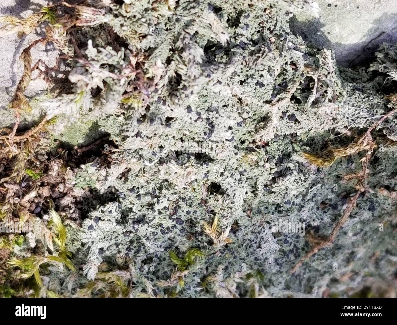 Fluffy Dust Lichen (Lepraria finkii) Fungi Stock Photo - Alamy