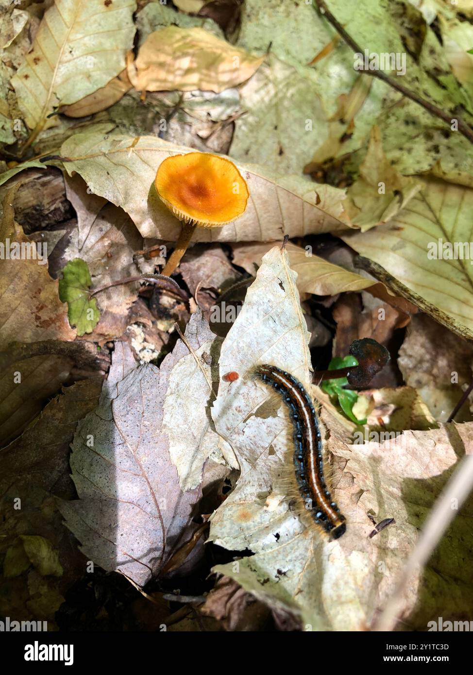 Orange Faint Foot Mushroom (Heimiomyces tenuipes) Fungi Stock Photo - Alamy