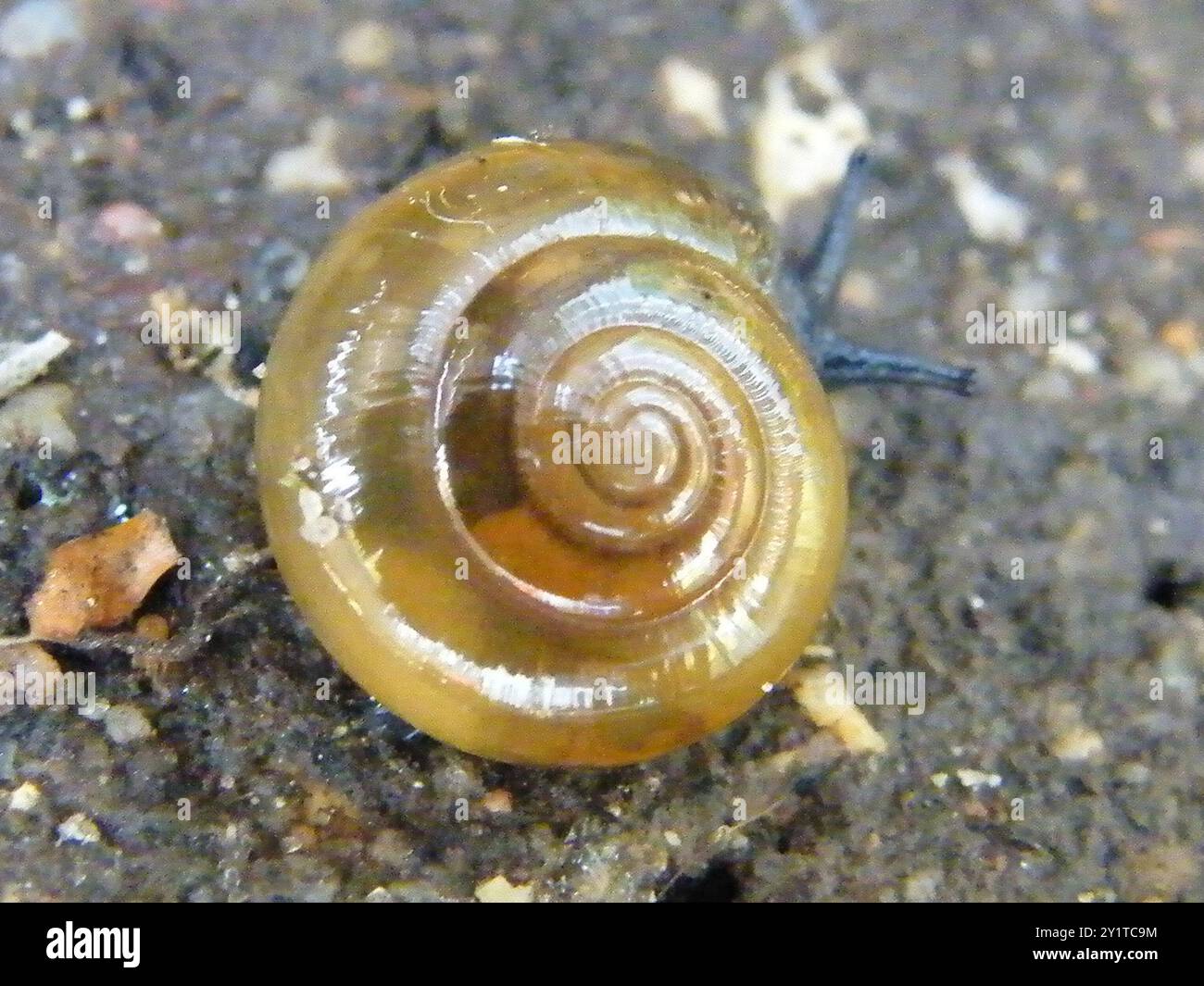 Typical Glass Snails (Oxychilus) Mollusca Stock Photo - Alamy