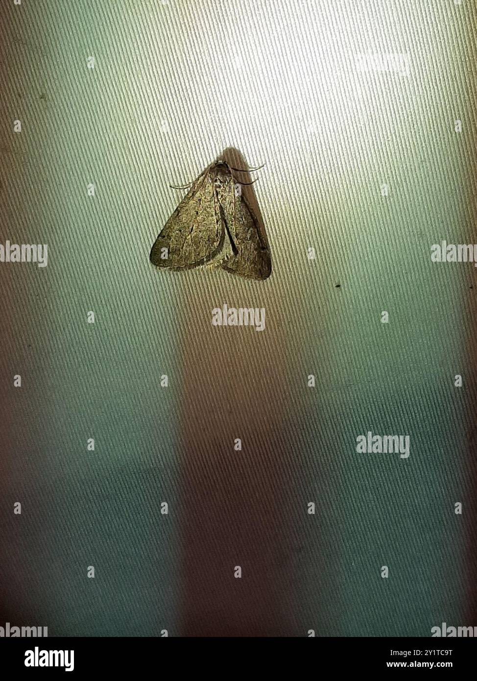 Spring Cankerworm Moth (Paleacrita vernata) Insecta Stock Photo - Alamy