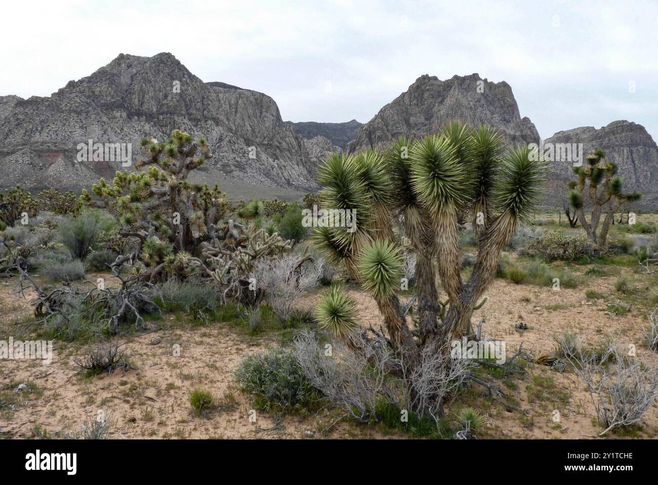 Joshua tree forest mountain hi-res stock photography and images - Alamy