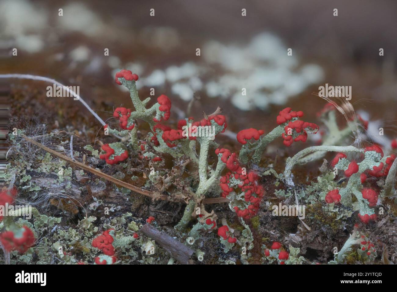 British soldier lichen (Cladonia cristatella) Fungi Stock Photo - Alamy