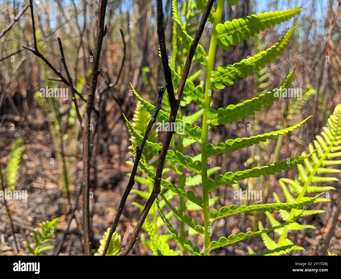 cinnamon fern (Osmundastrum cinnamomeum) Plantae Stock Photo - Alamy
