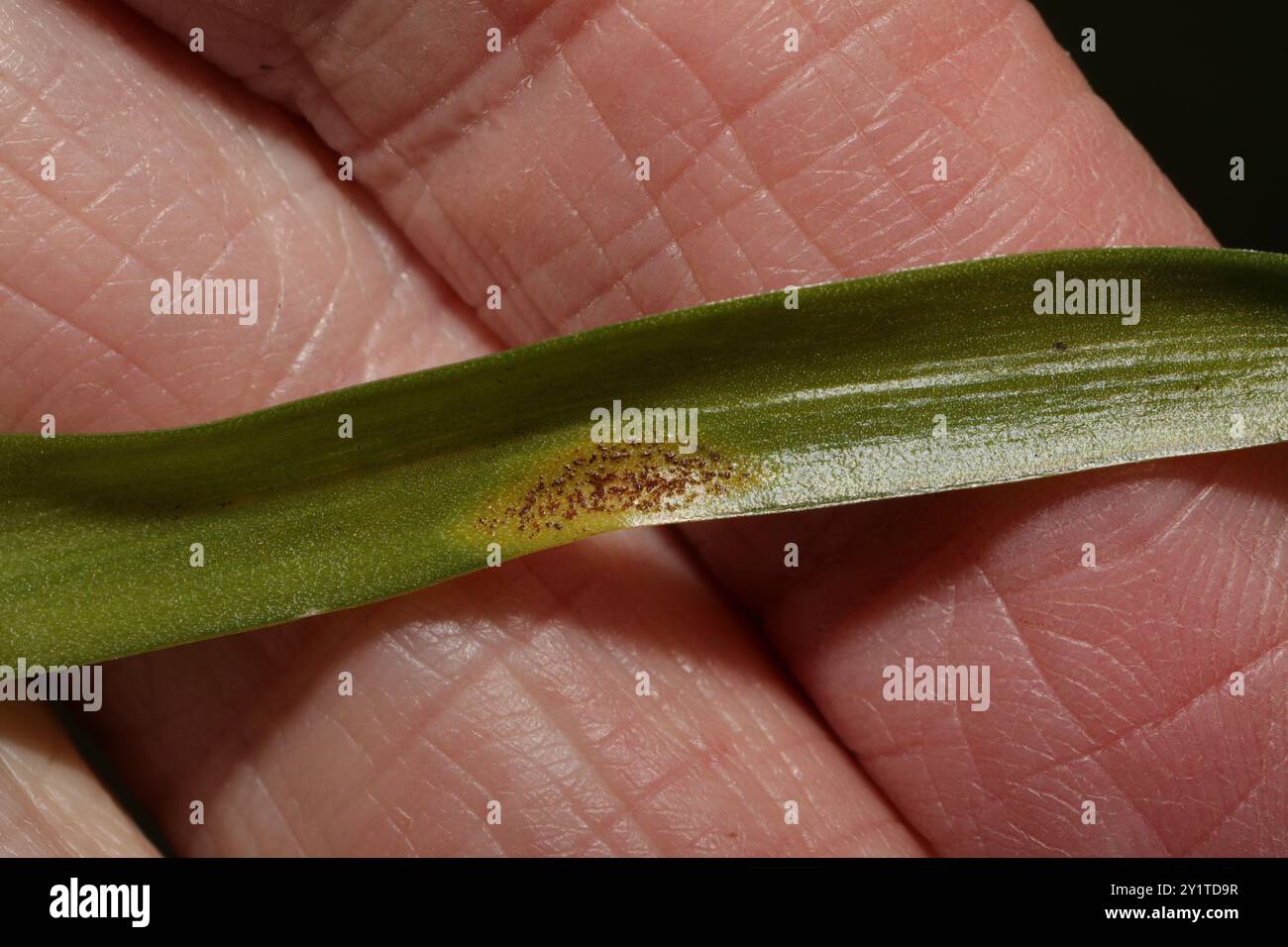 Bluebell rust (Uromyces hyacinthi) Fungi Stock Photo - Alamy