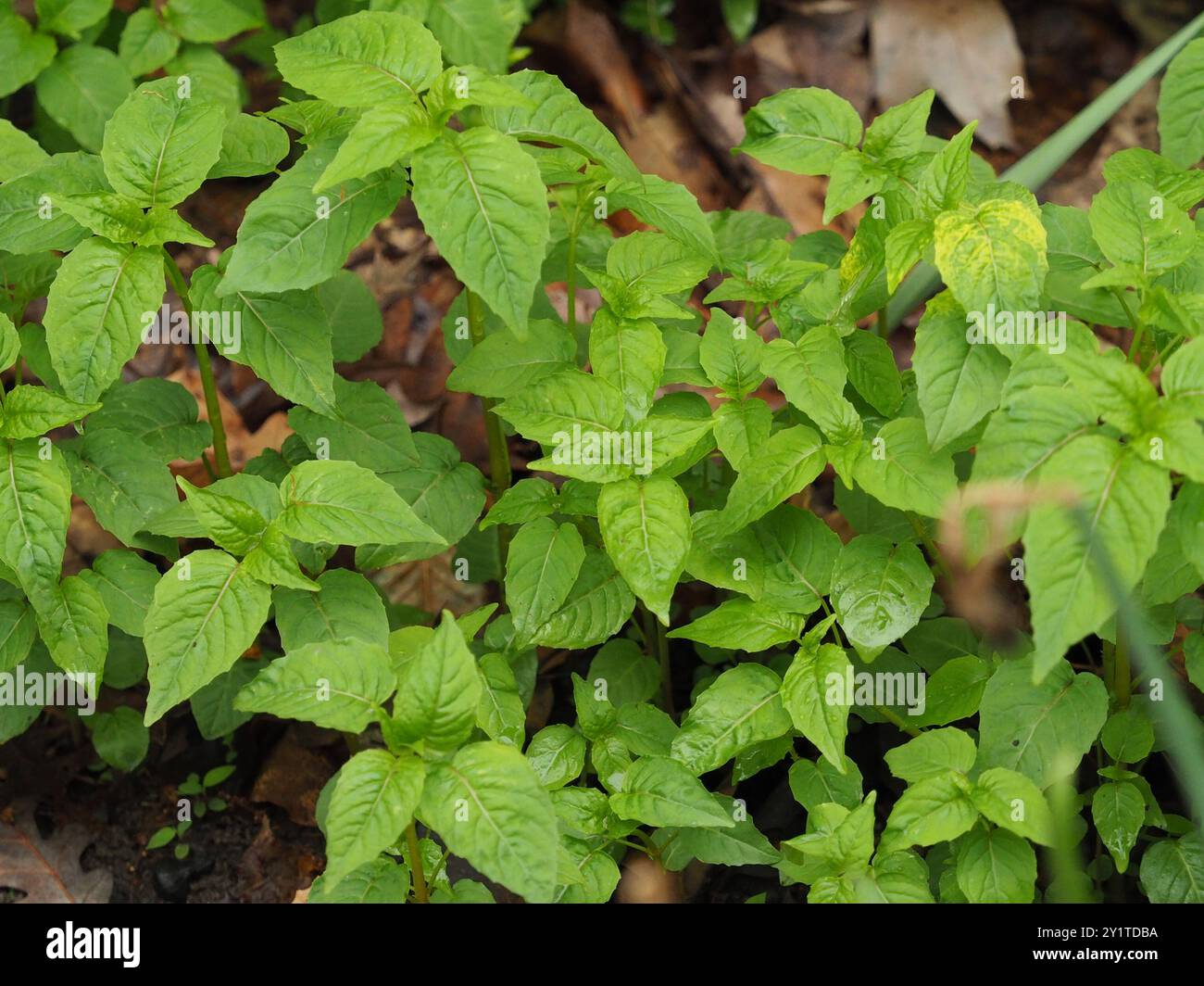flowering plants (Angiospermae) Plantae Stock Photo - Alamy