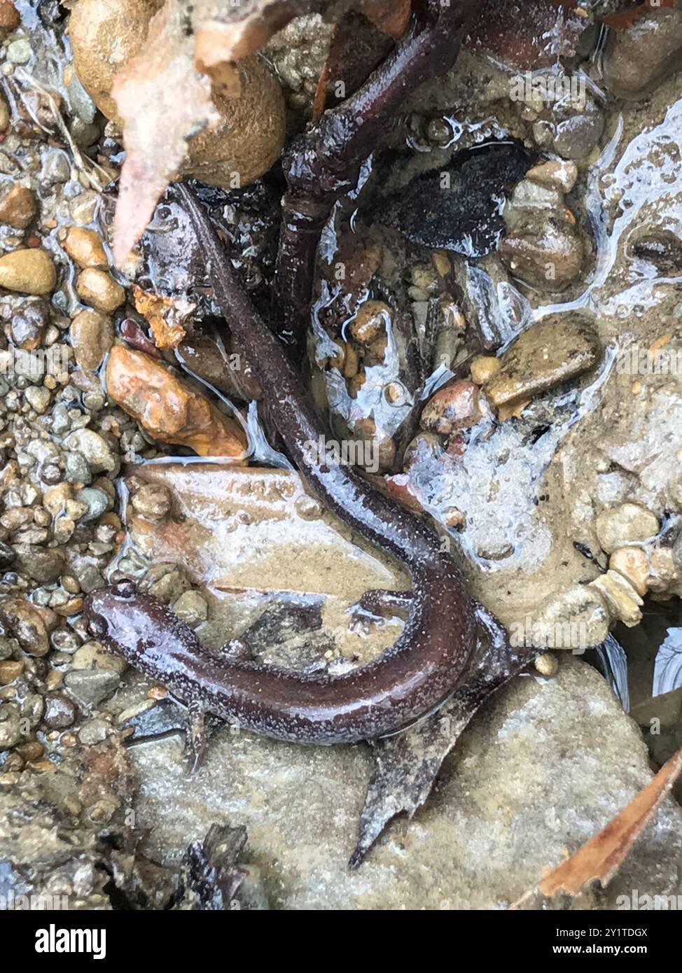 Woodland Salamanders (Plethodon) Amphibia Stock Photo - Alamy