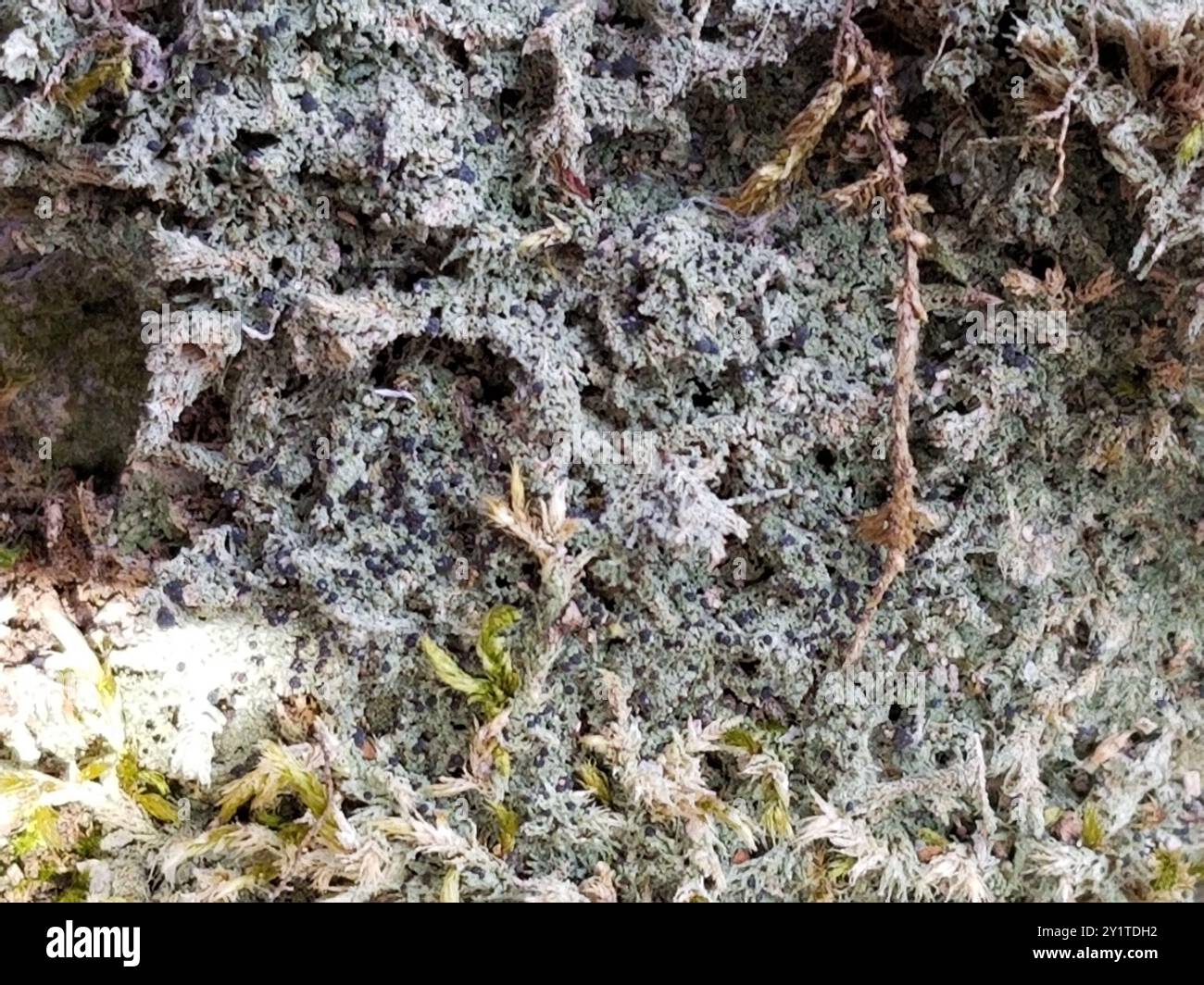 Fluffy Dust Lichen (Lepraria finkii) Fungi Stock Photo - Alamy
