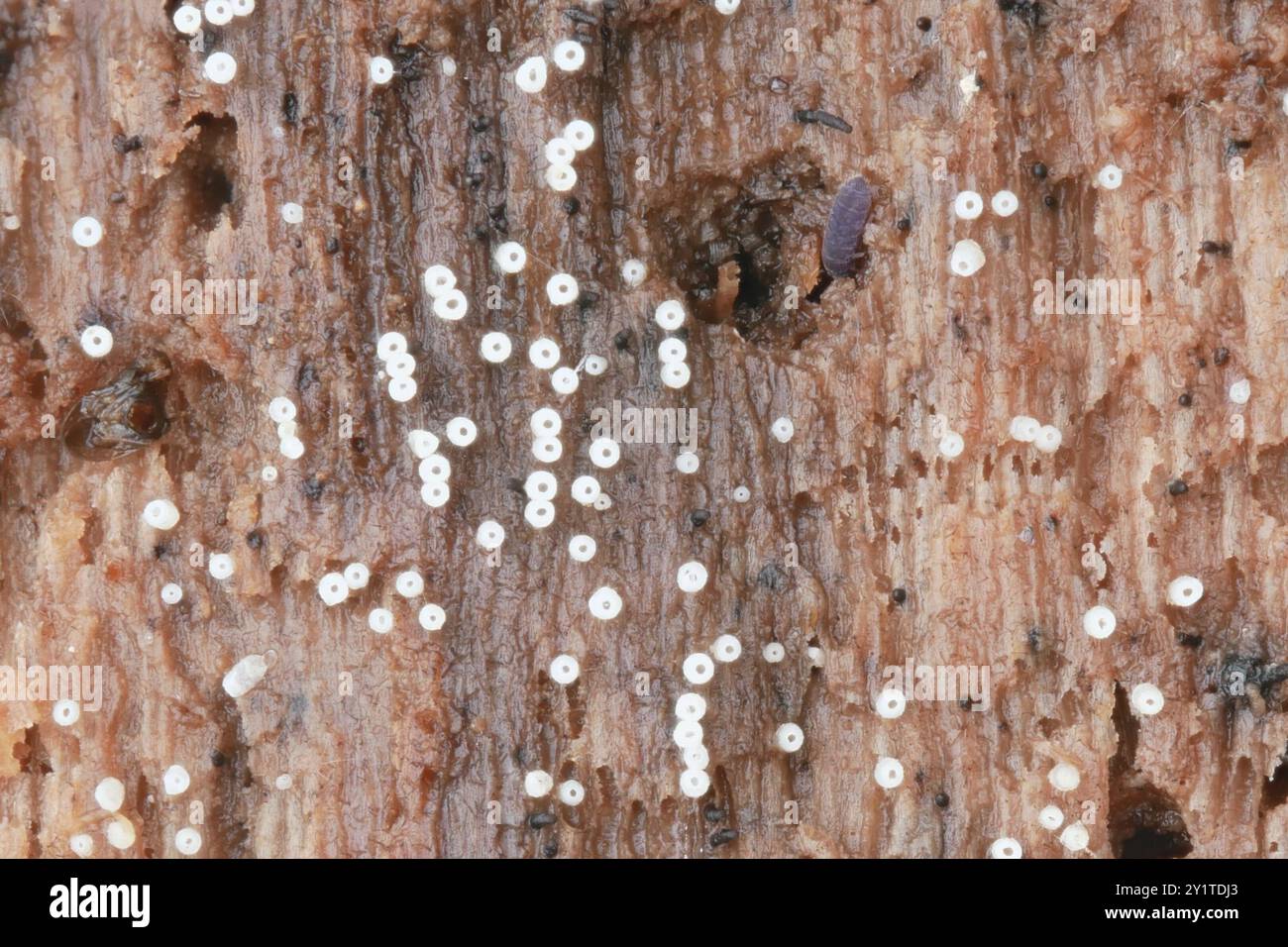 Henningsomyces hi-res stock photography and images - Alamy