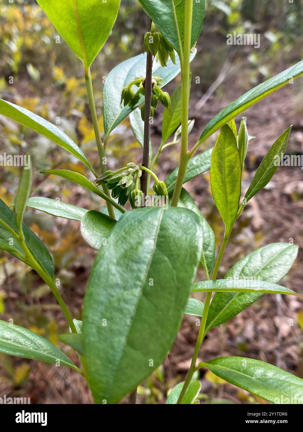 staggerbush (Lyonia mariana) Plantae Stock Photo - Alamy