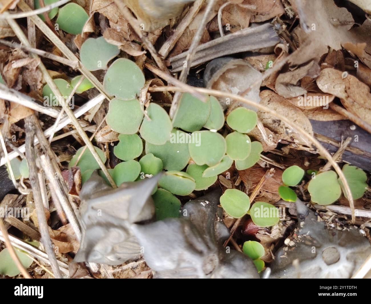 Water caltrop (Trapa natans) Plantae Stock Photo - Alamy
