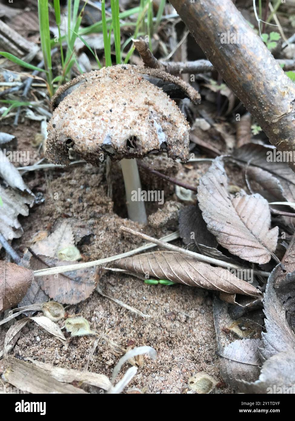 Common Ink Cap (Coprinopsis atramentaria) Fungi Stock Photo - Alamy