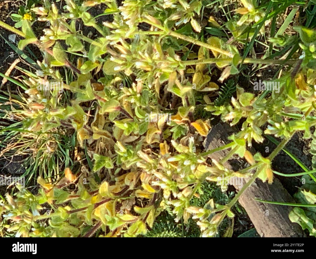 Sticky mouse-ear chickweed (Cerastium glomeratum) Plantae Stock Photo ...