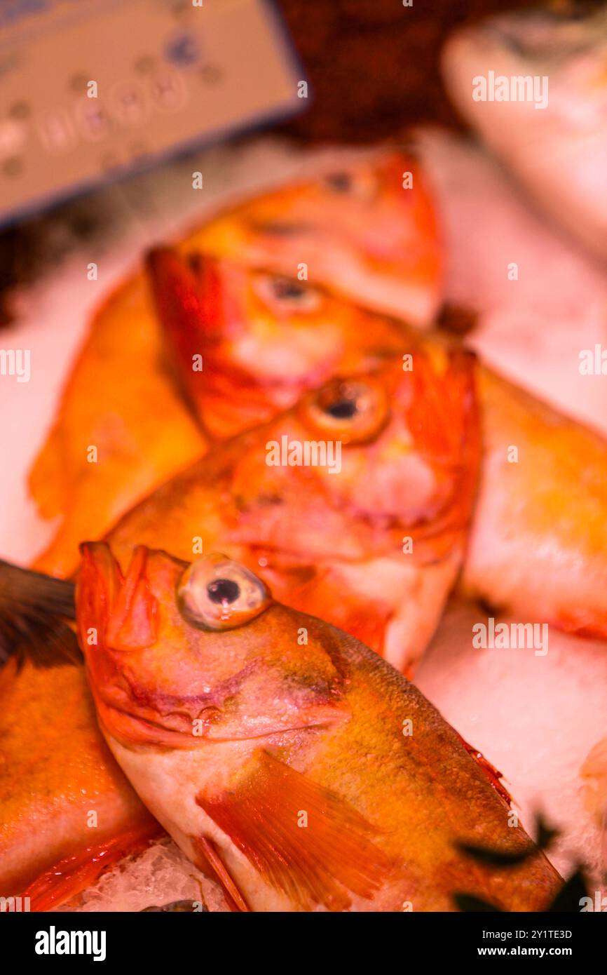 Creatures unique anatomy hi-res stock photography and images - Alamy