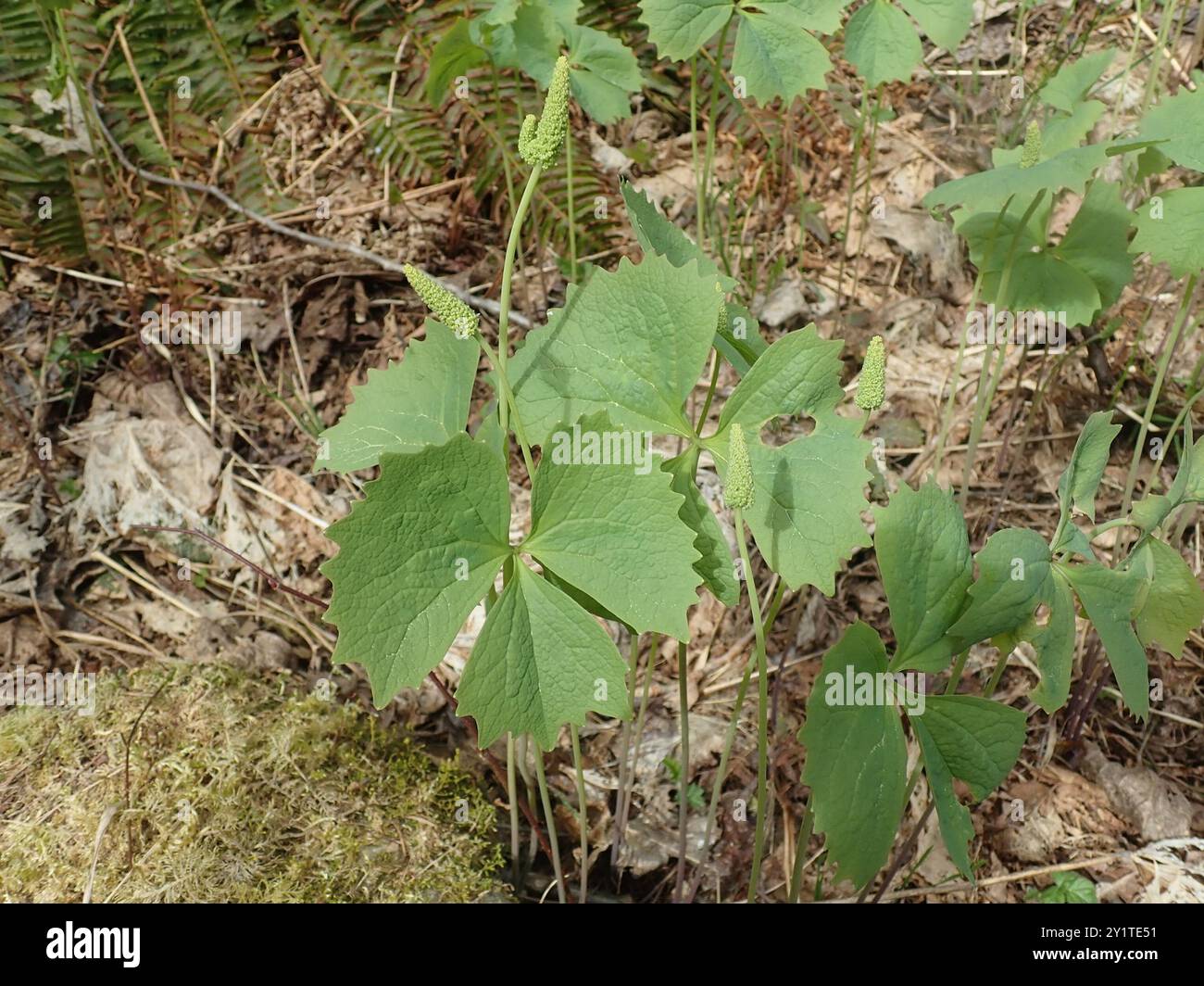 vanilla leaf (Achlys triphylla) Plantae Stock Photo - Alamy