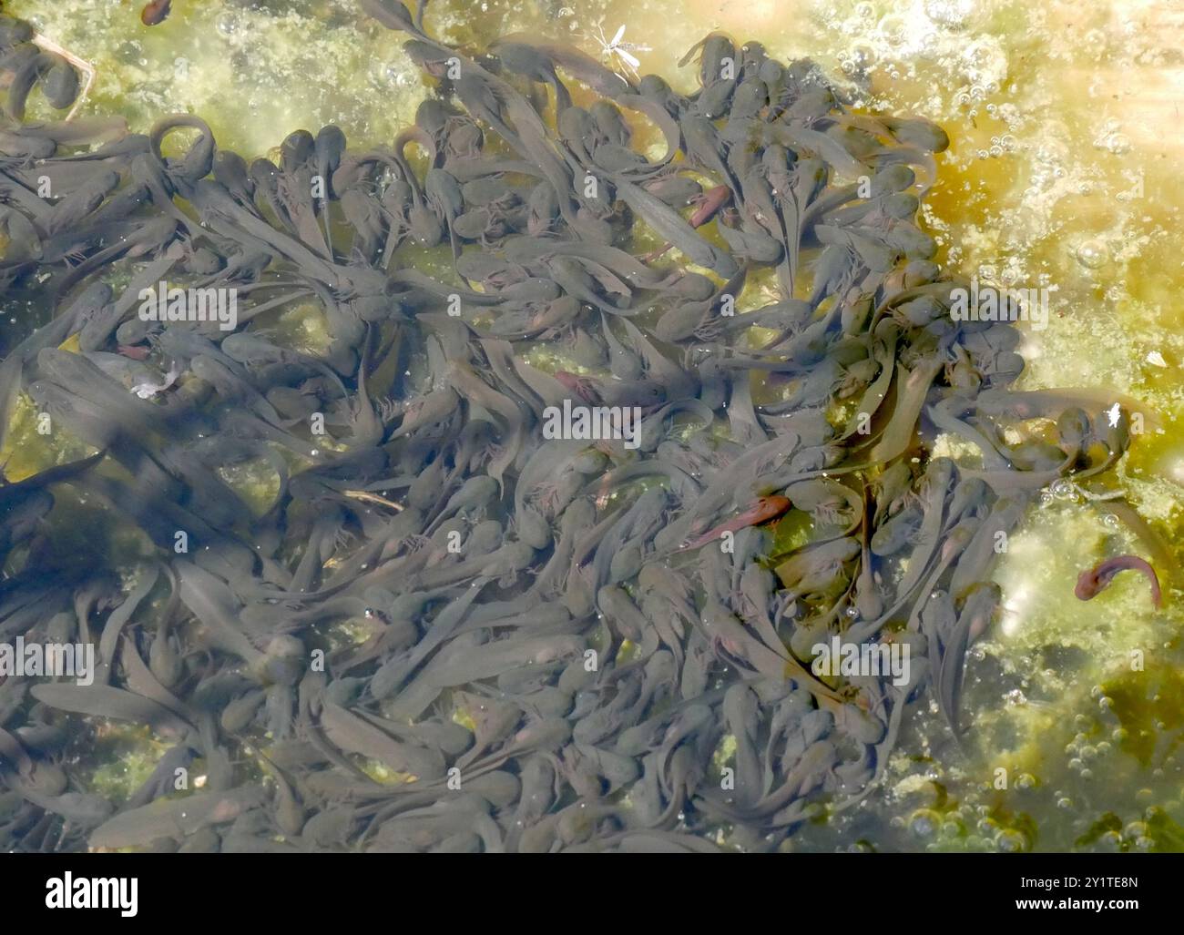 Pond Frogs (Rana) Amphibia Stock Photo - Alamy