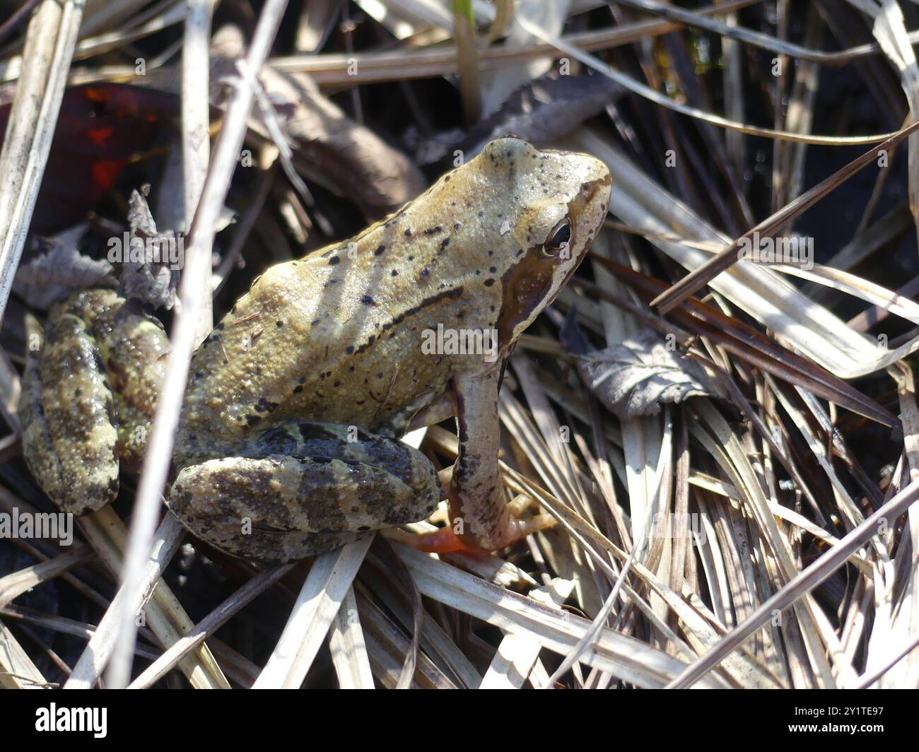 European Common Frog (Rana temporaria) Amphibia Stock Photo - Alamy