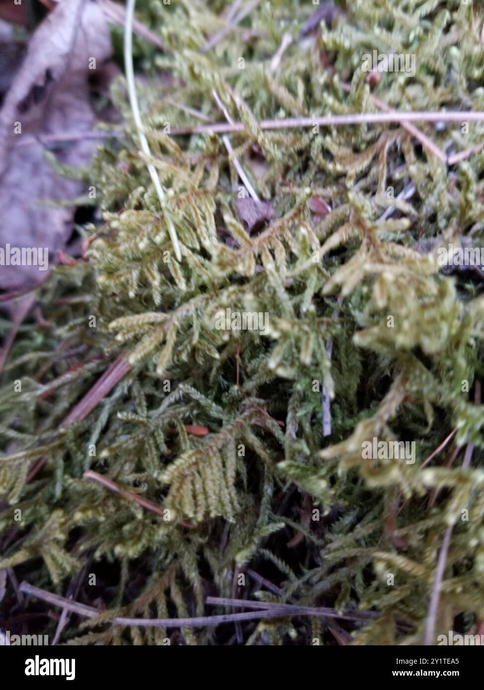 brocade moss (Callicladium imponens) Plantae Stock Photo - Alamy