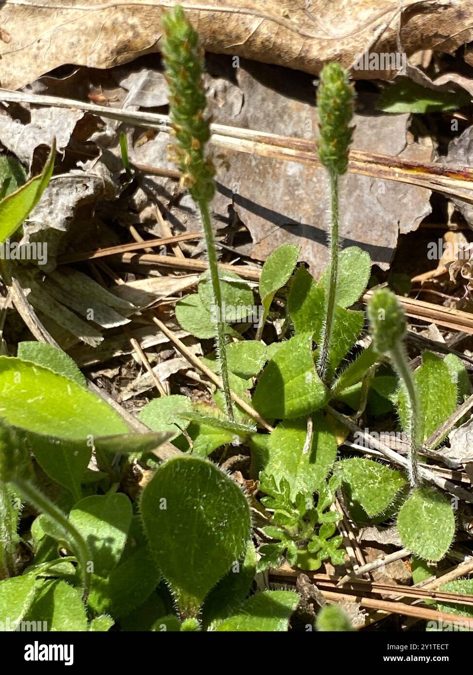dwarf plantain (Plantago virginica) Plantae Stock Photo - Alamy