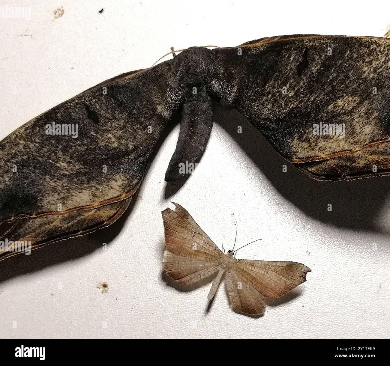 Nycteris hi-res stock photography and images - Alamy