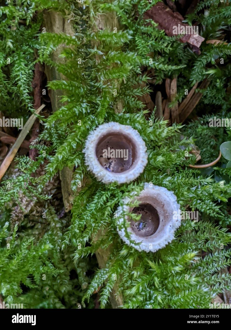 jellied bird's nest fungus (Nidula candida) Fungi Stock Photo - Alamy