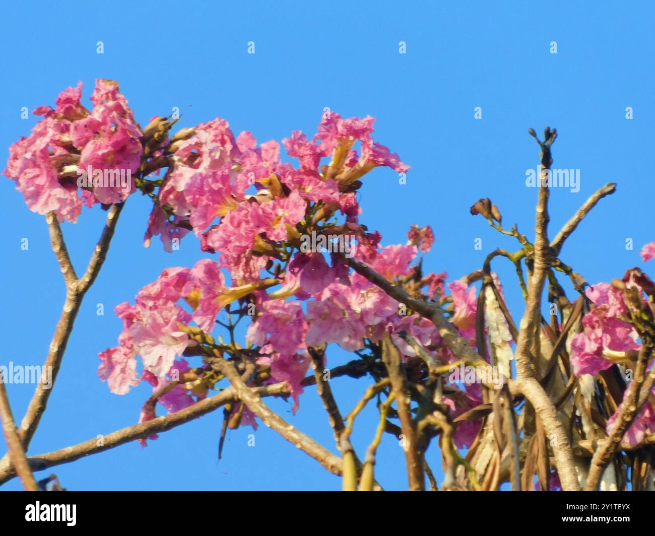 Pink poui (Tabebuia rosea) Plantae Stock Photo - Alamy